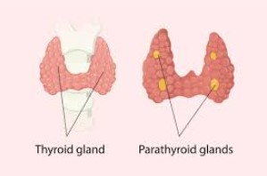 7905 - Hypoparathyroidism | Medical EPSS