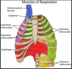 5321 - Group XXI | MEPSS | Medical EPSS