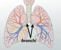 6899-6825 Fibrosis, pulmonary/Peribronchial fibrosis | Medical EPSS