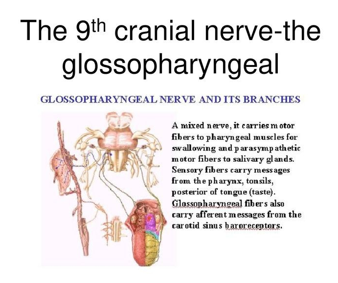 8409 - Ninth (glossopharyngeal) cranial nerve-Neuralgia | Medical EPSS